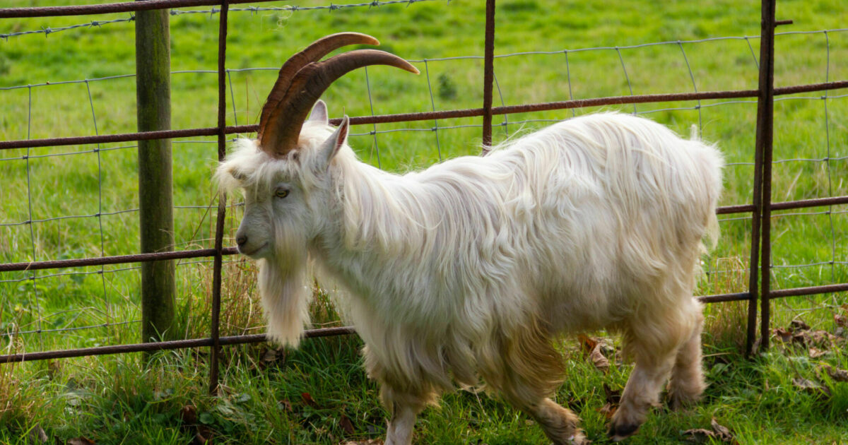 St David's College | Goats on the Drive